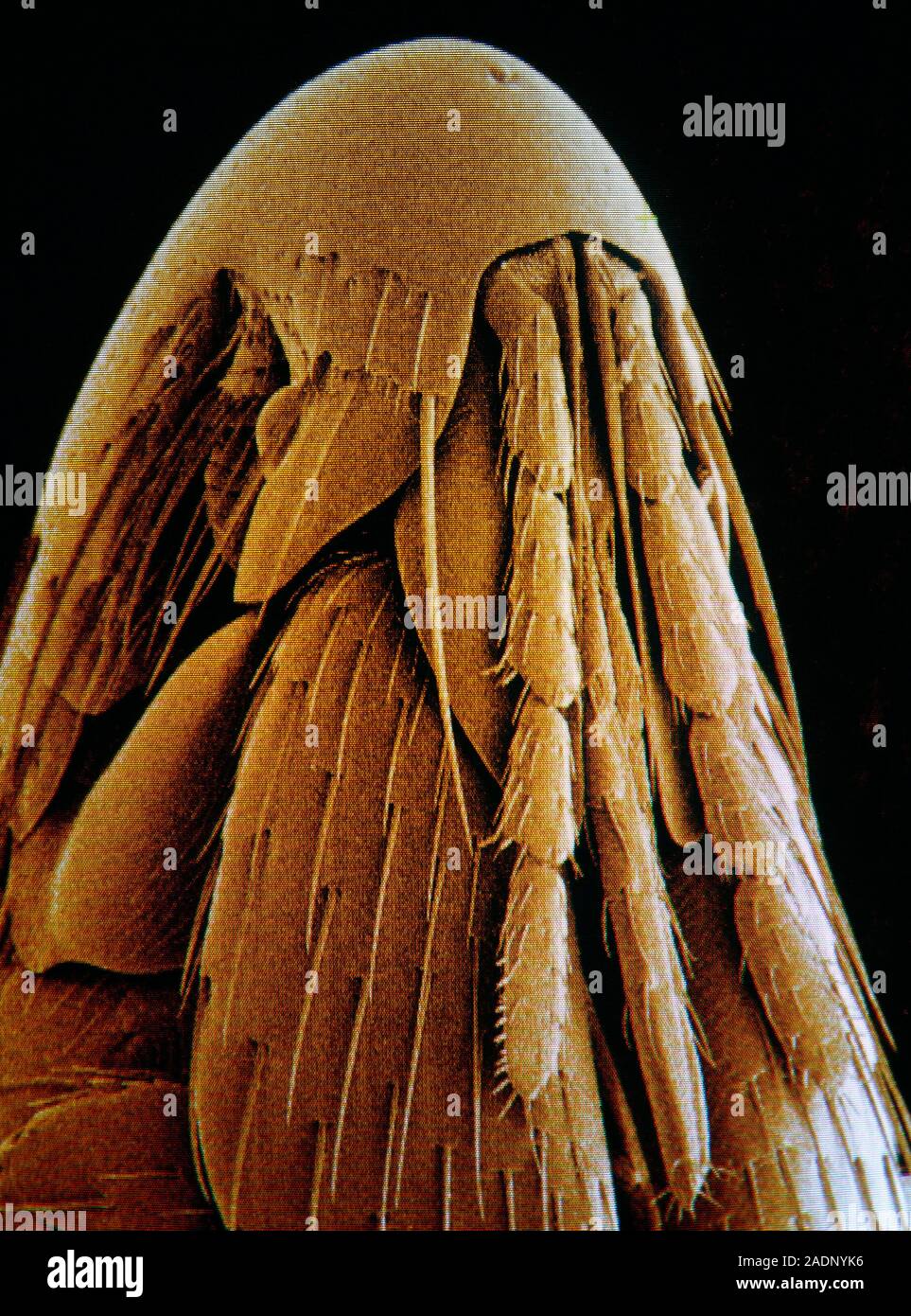 Head of a bird flea. False-colour scanning electron micrograph (SEM) of ...