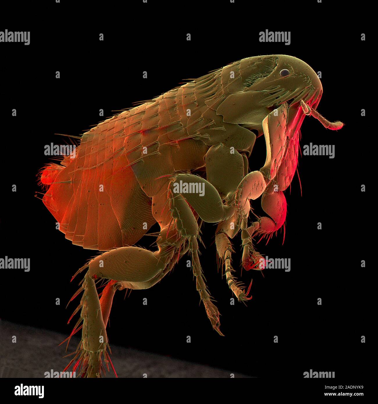 Cat flea. Coloured Scanning Electron Micrograph (SEM) of a cat flea ...