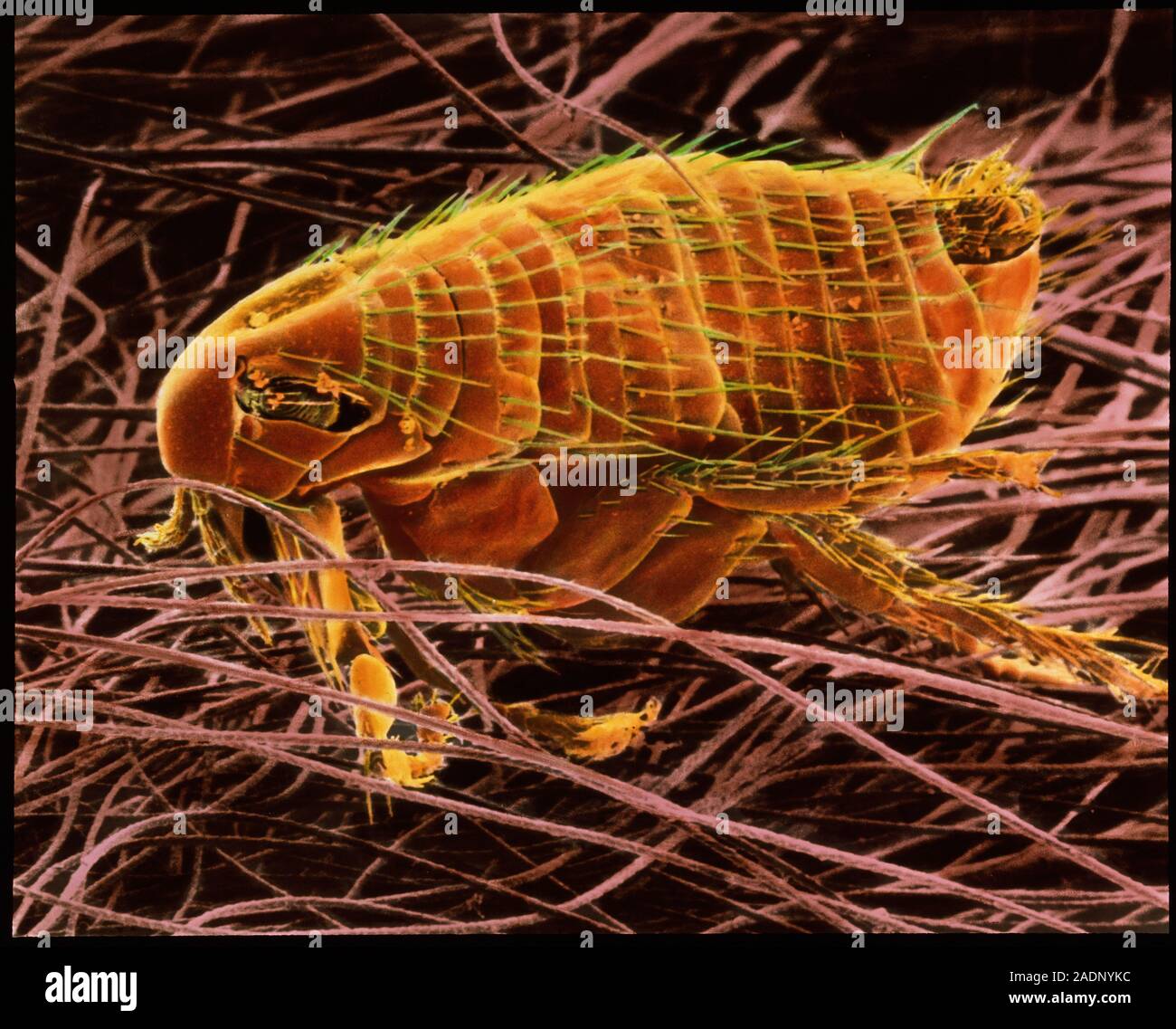 Rat flea. Coloured scanning electron micrograph of the rat flea ...