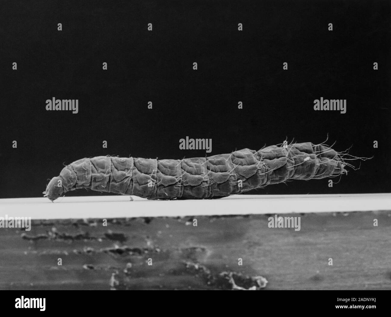 Cat flea larva. Scanning electron micrograph of a third instar larva of ...