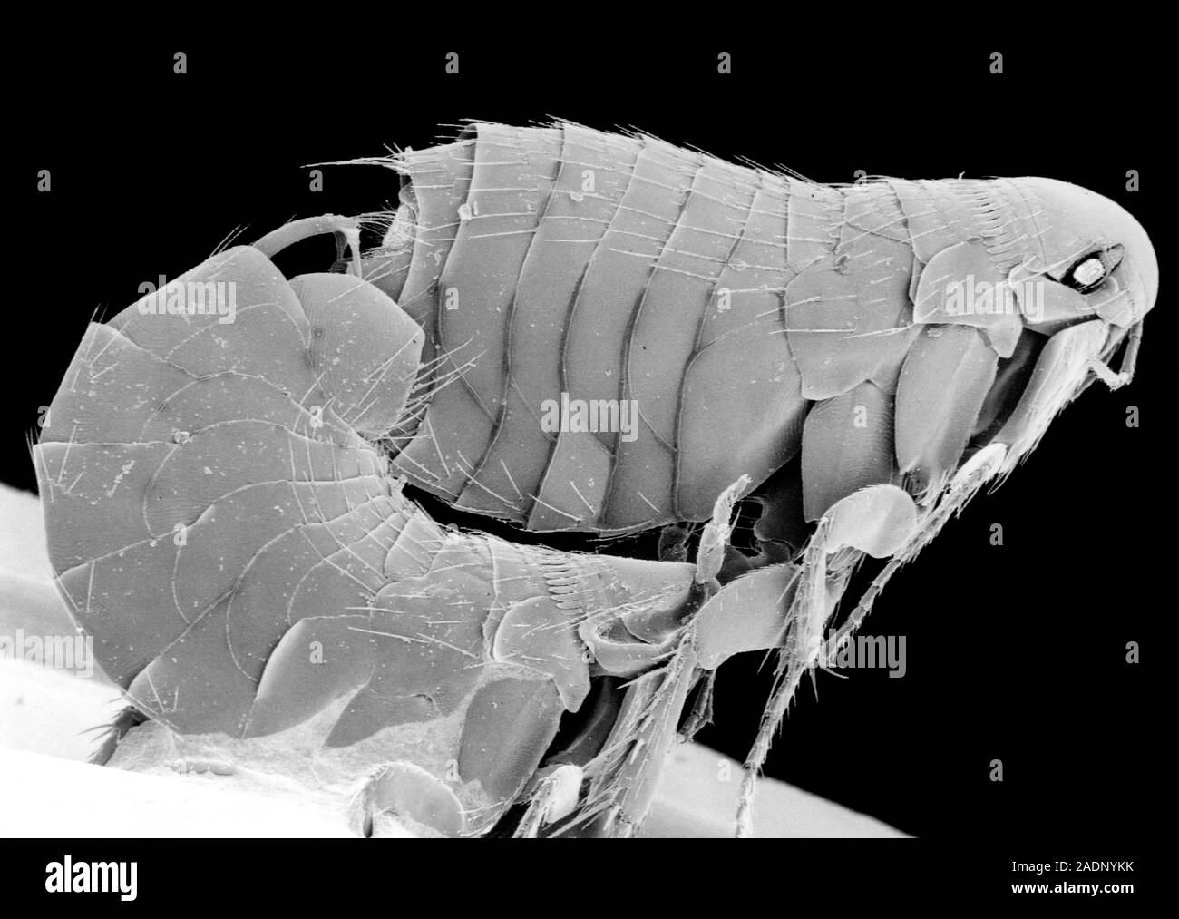 Bird fleas mating. Scanning electron micrograph of a pair of bird fleas mating. Fleas are small ...
