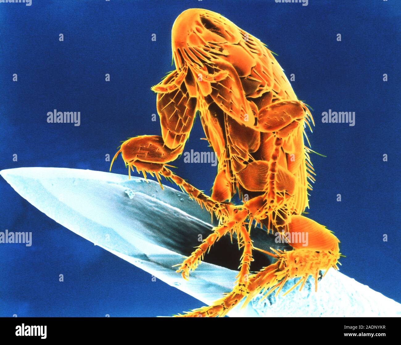 Cat flea. Coloured scanning electron micrograph of a cat flea sitting ...