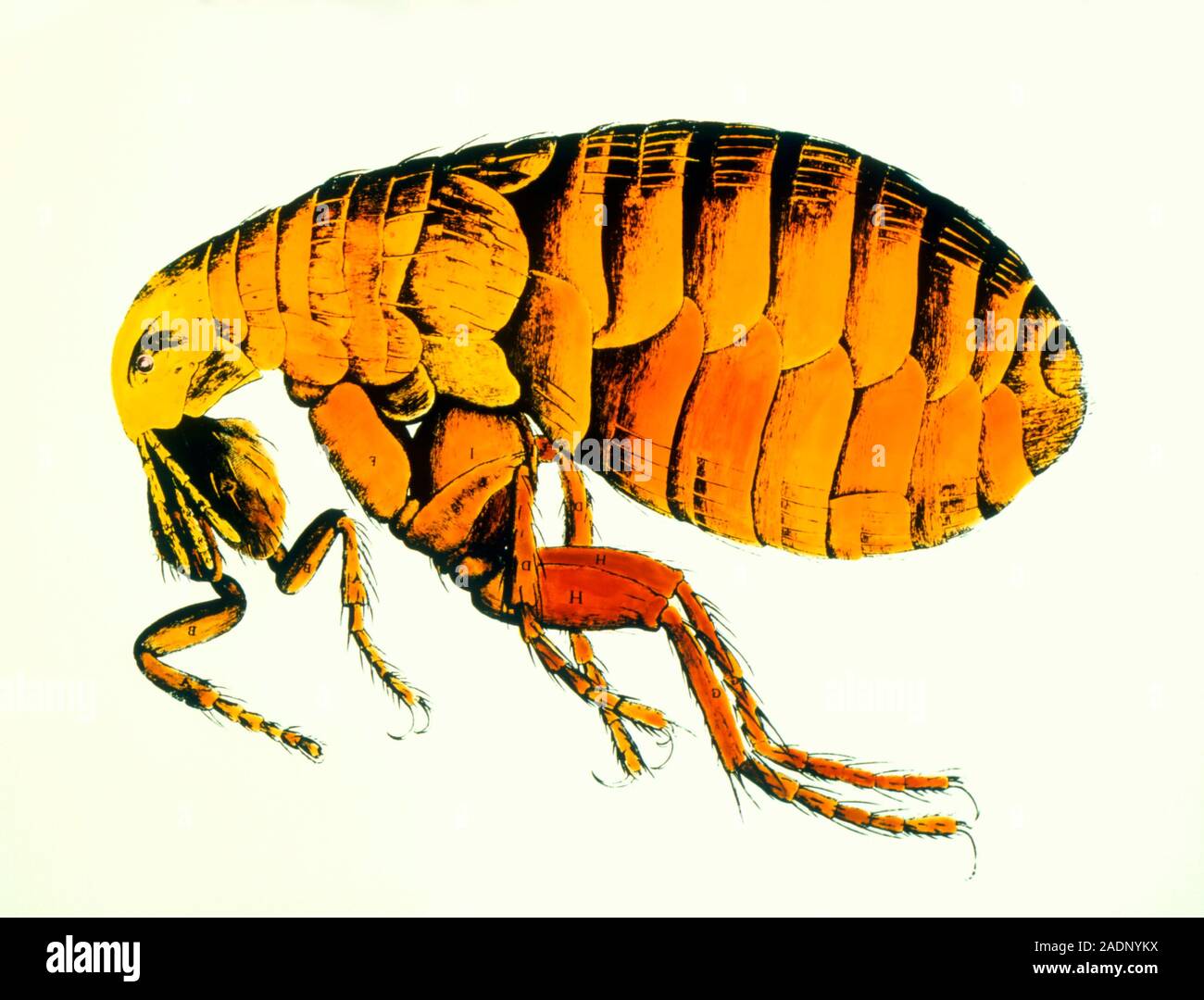 Flea. Drawing of a flea done by Robert Hooke and published in ...