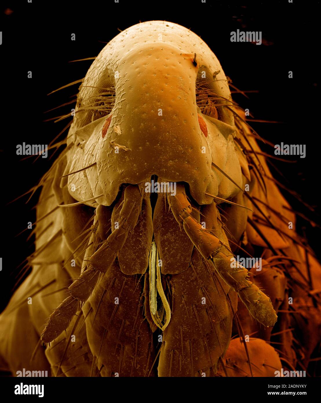 Flea Under Electron Microscope