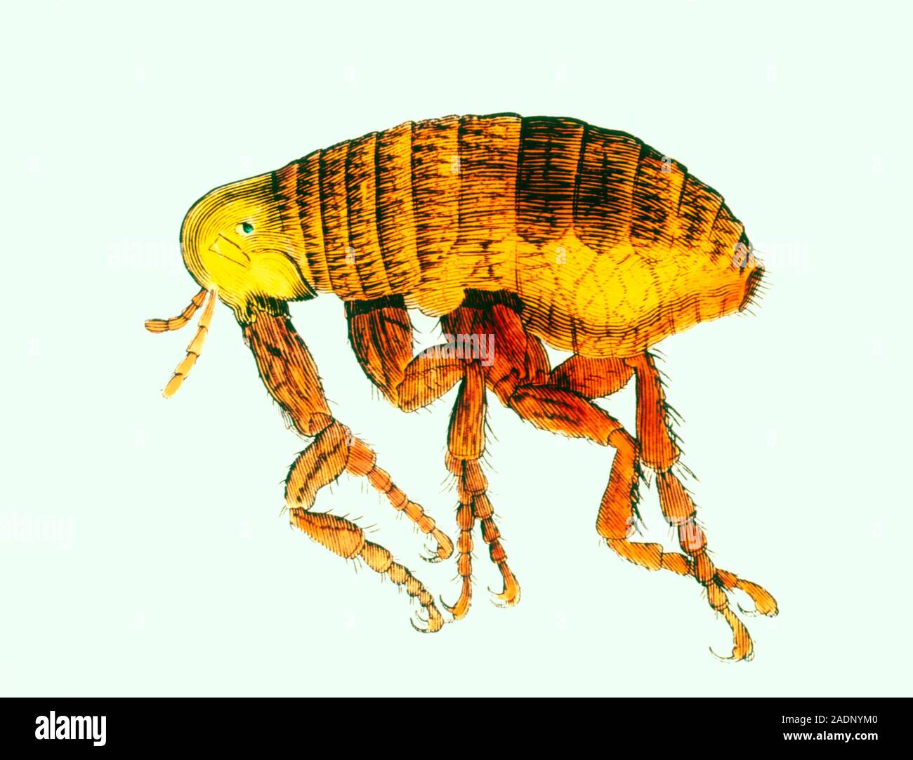 Flea. Coloured engraving of a flea drawn by the Dutch microscopist ...