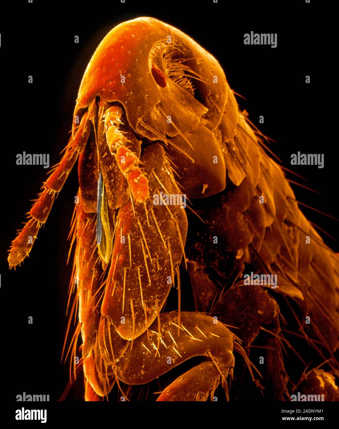 Human flea. Scanning electron micrograph (SEM) of the head of a human ...