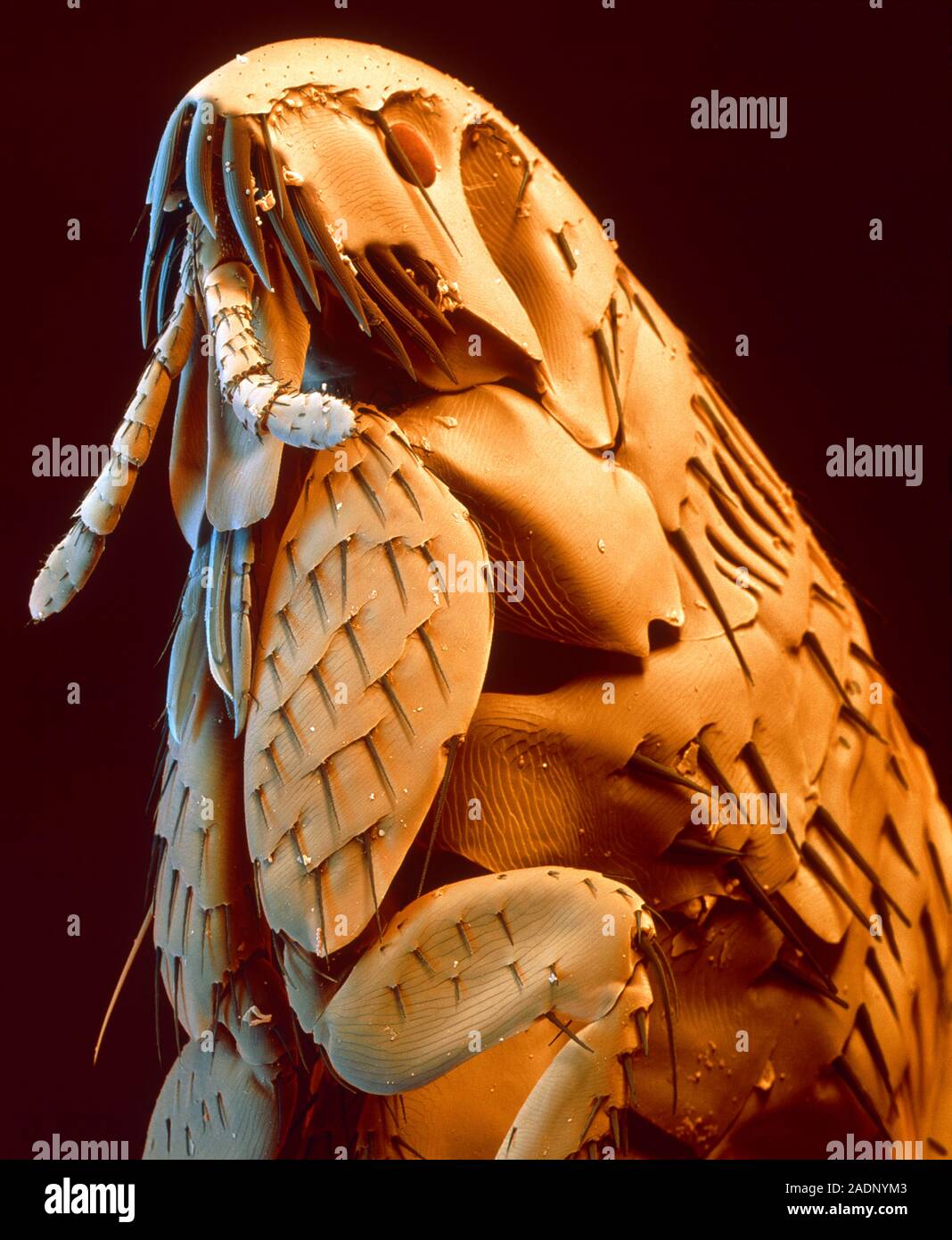Cat flea. Coloured Scanning Electron Micrograph (SEM) of a cat flea ...