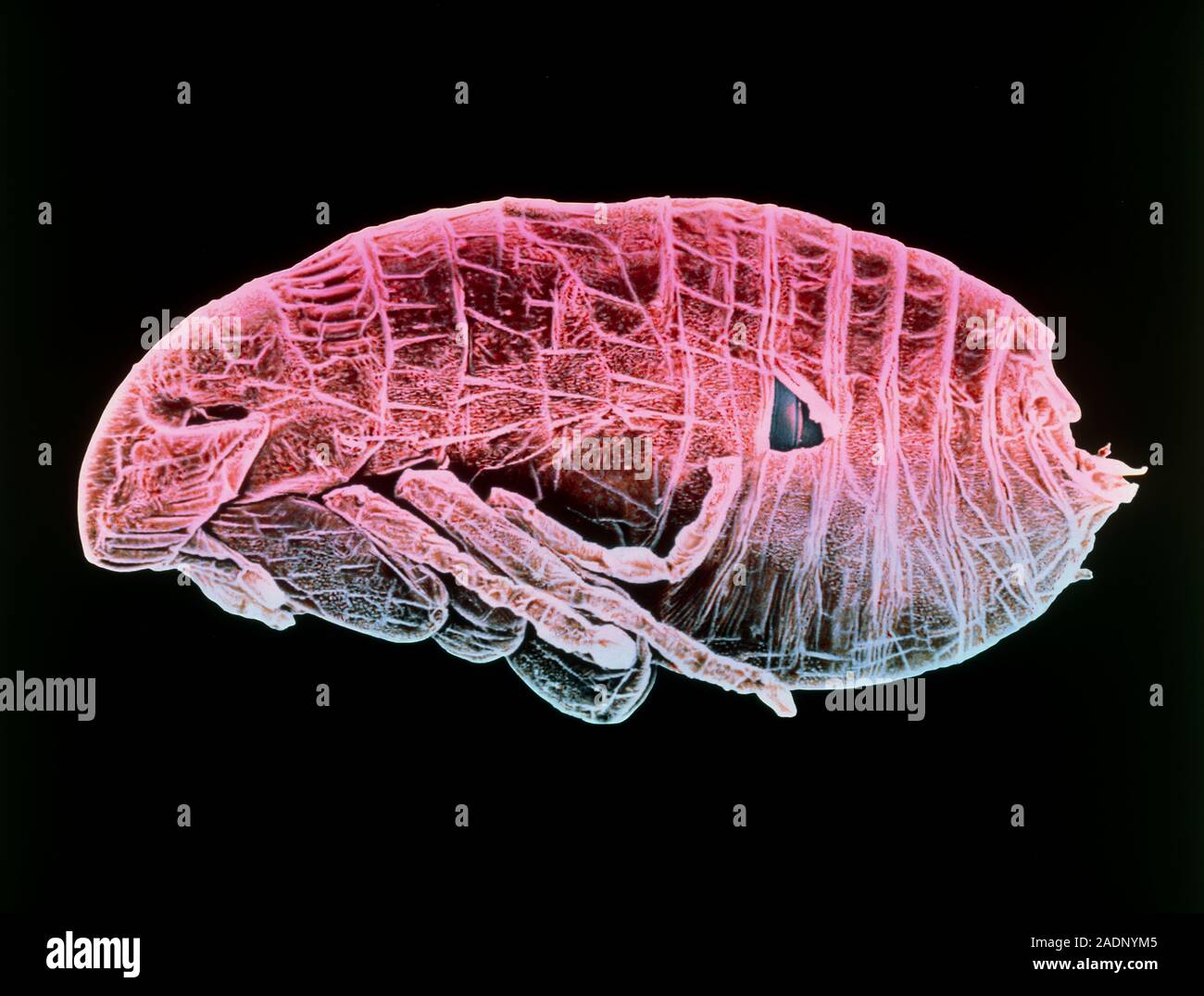 Cat flea pupa. Coloured scanning electron micro- graph (SEM) of a ...