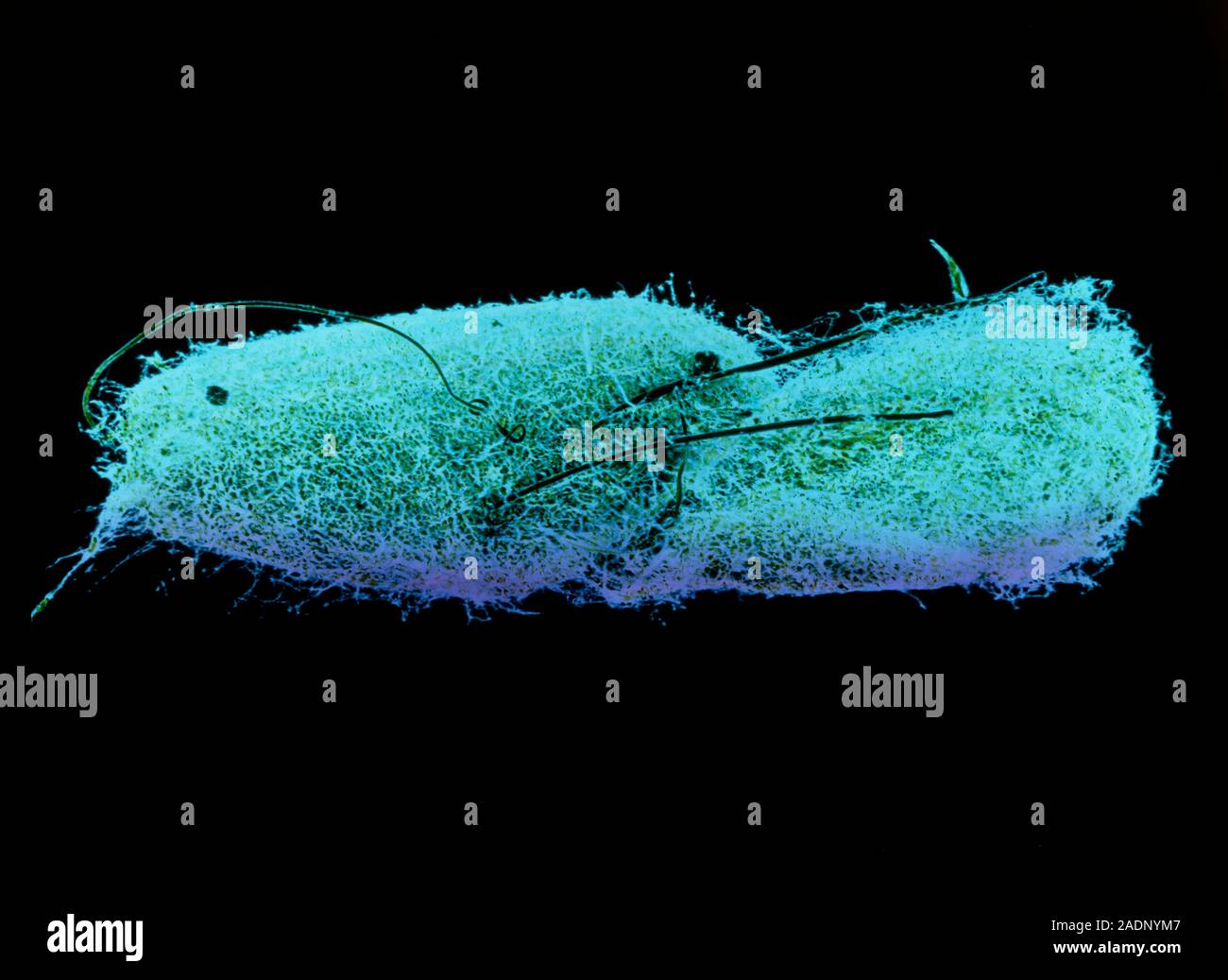 Cat flea cocoons. Coloured scanning electron micrograph (SEM) of two ...