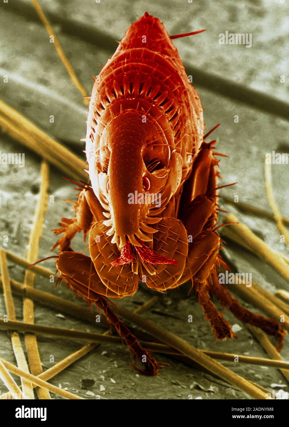Cat Flea Coloured Scanning Electron Micrograph Sem Of A Cat Flea Ctenocephalides Felis Seen