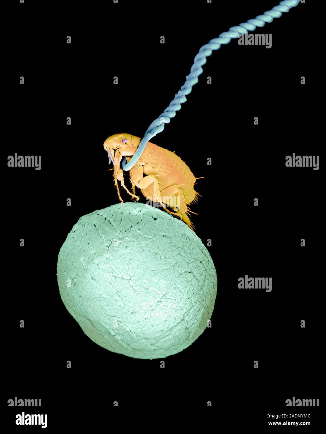 Flea circus. Coloured scanning electron micrograph (SEM) of a human ...