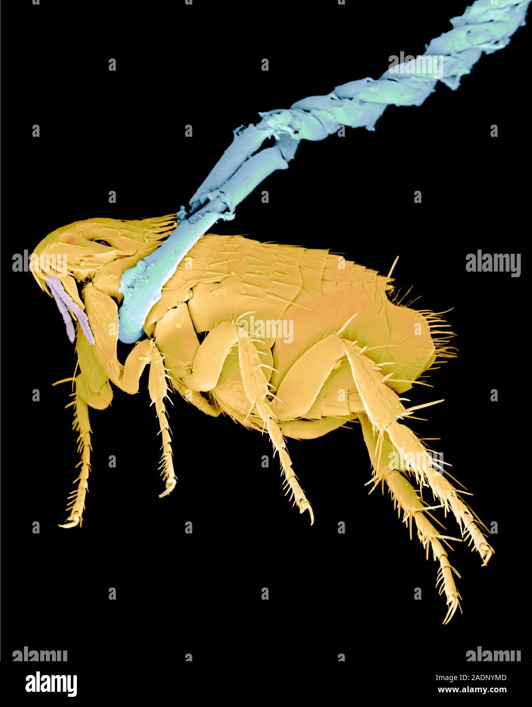Flea circus. Coloured scanning electron micrograph (SEM) of a human ...