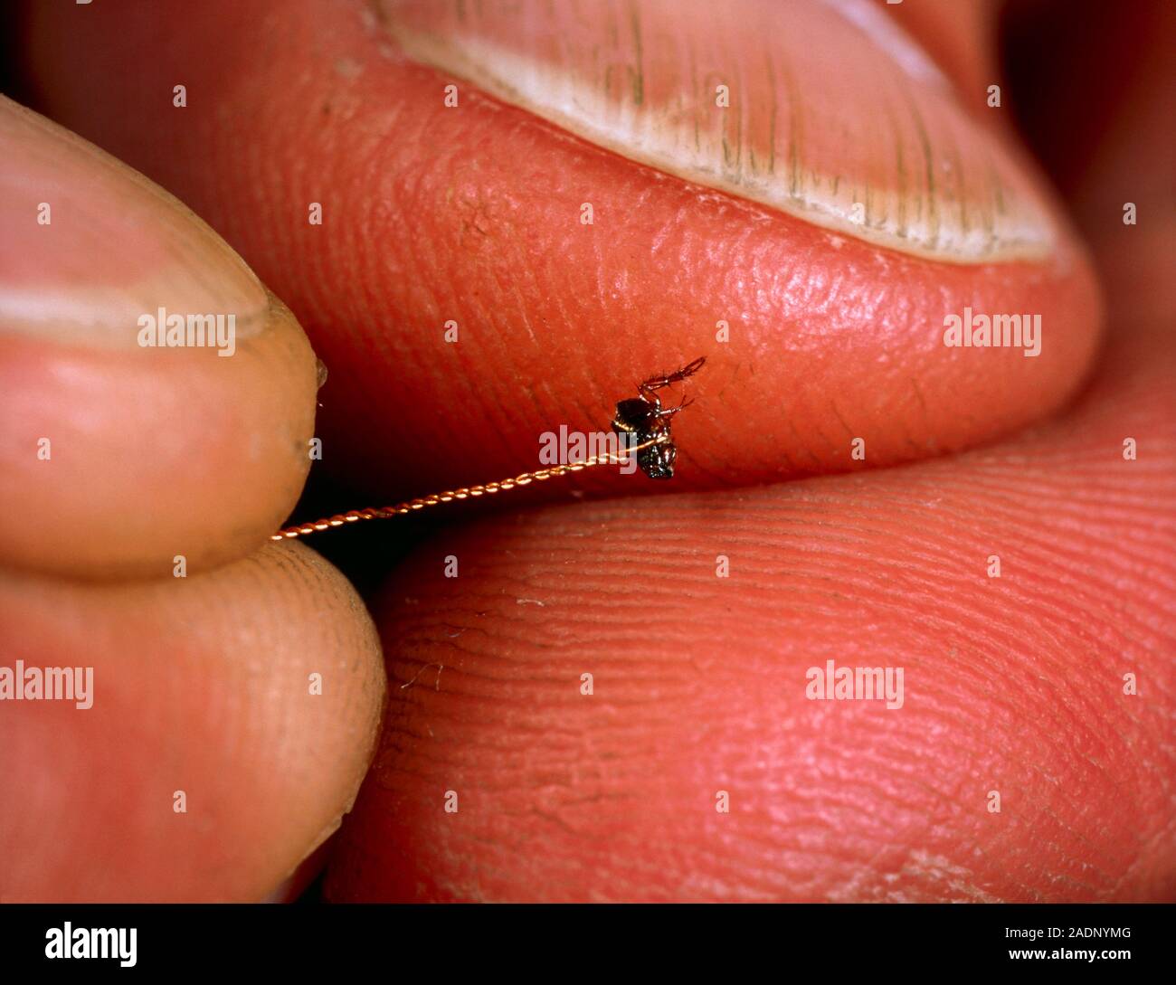 Flea circus. Human flea (Pulex irritans) in a harness, held by fingers ...