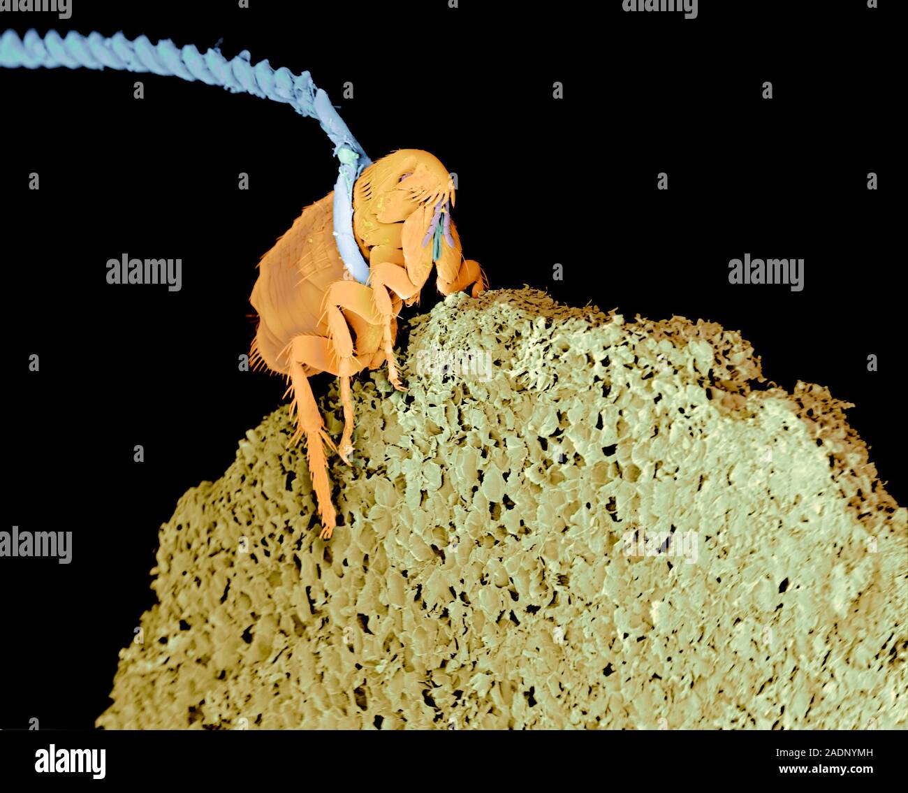 Flea circus. Coloured scanning electron micrograph (SEM) of a human ...