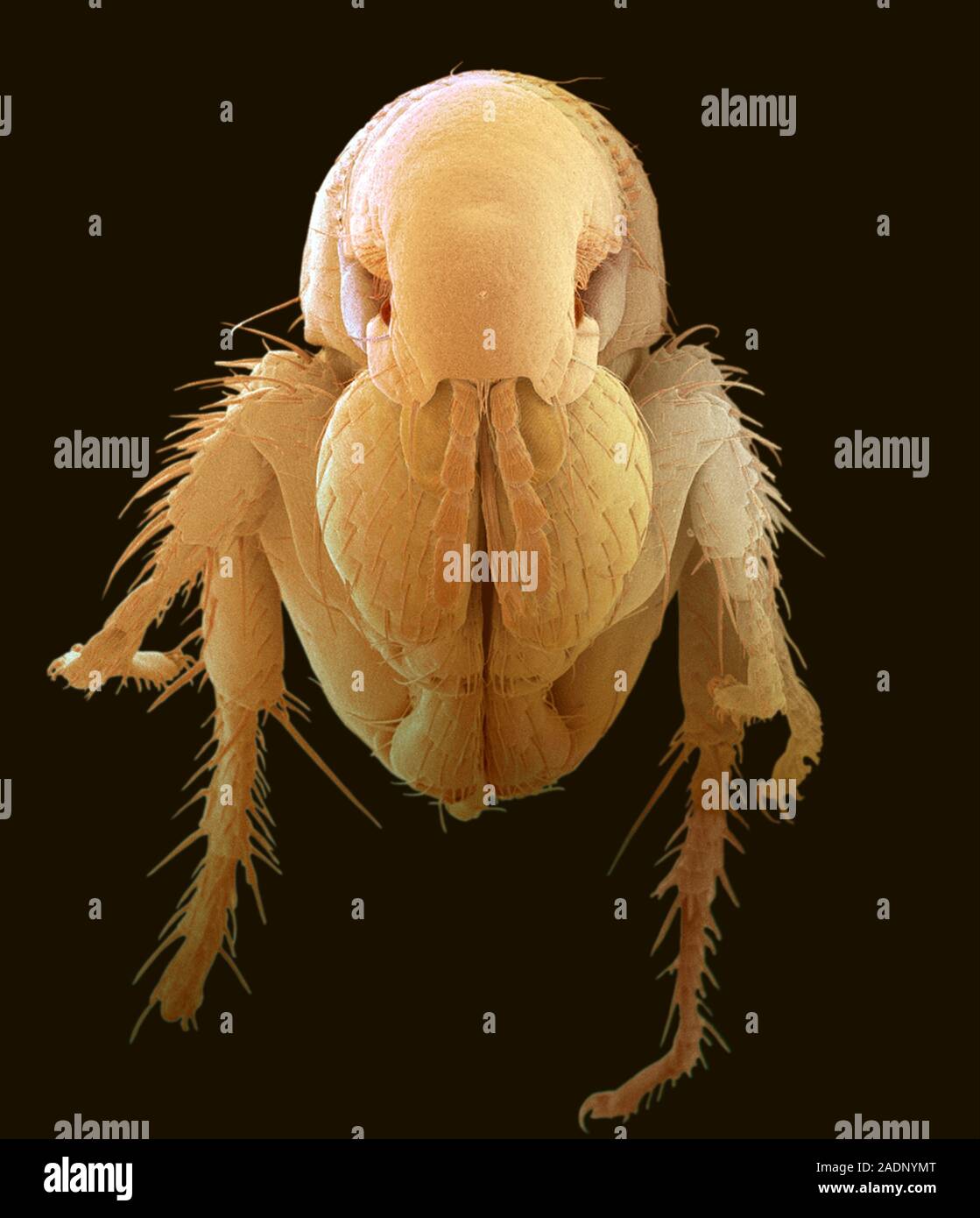 Hen flea (Ceratophyllus gallinae), coloured scanning electron ...