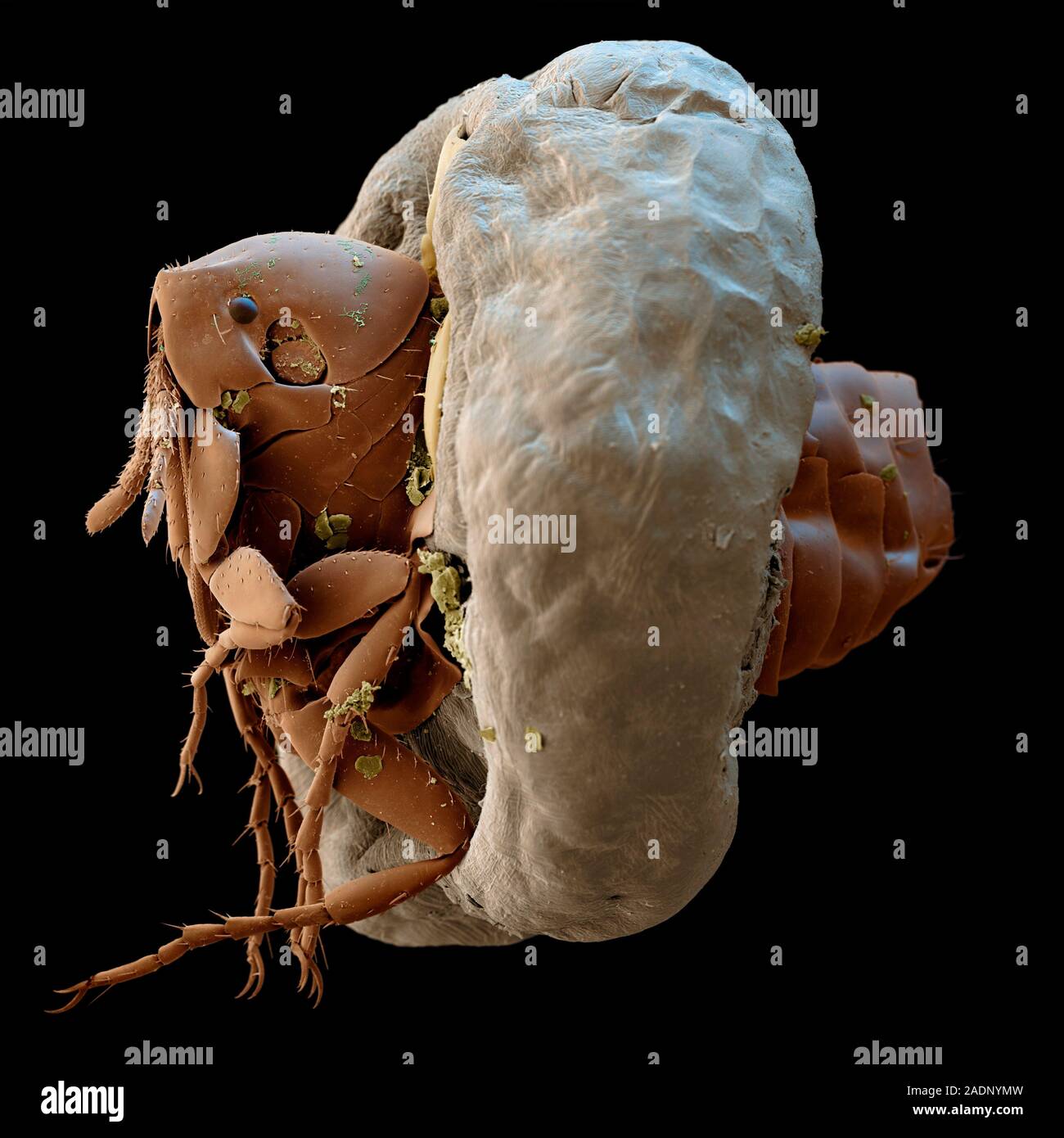 Sand flea. Coloured scanning electron micrograph (SEM) of a sand flea ...