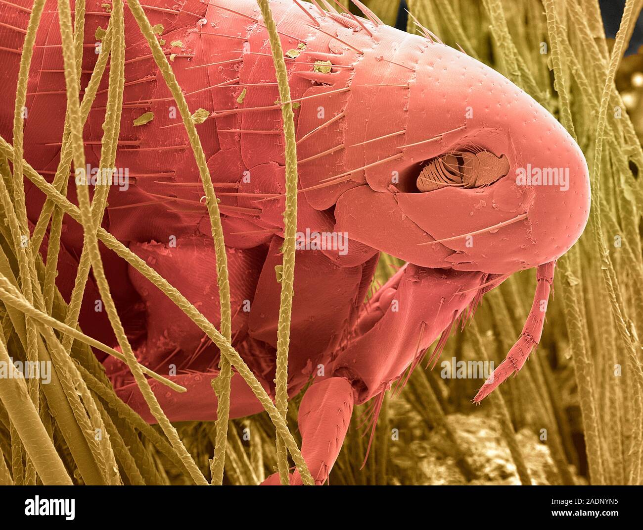 Cat flea head. Coloured scanning electron micrograph (SEM) of a cat ...