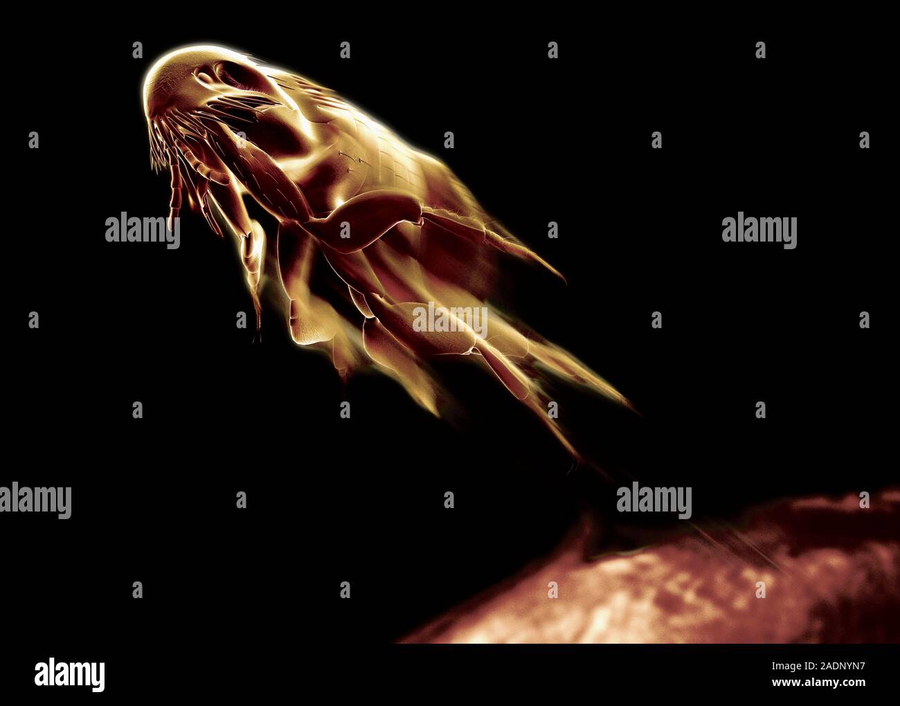 Flea jumping, computer artwork. Fleas are small wingless insects that ...