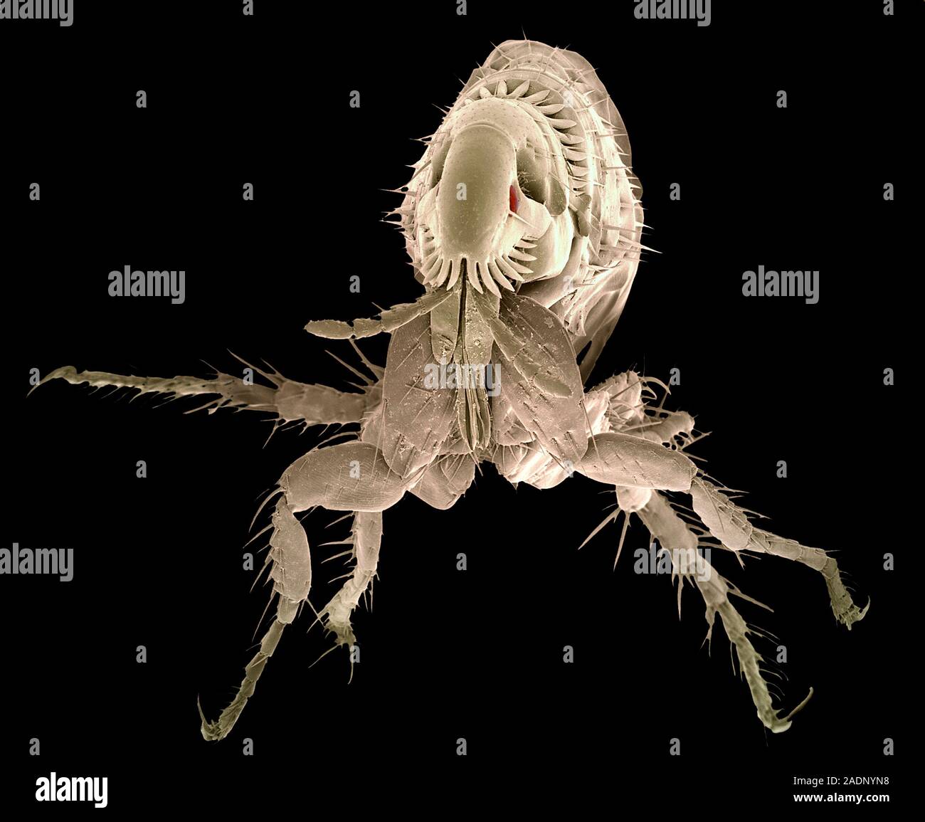 Dog flea. Coloured scanning electron micrograph (SEM) of a dog flea ...