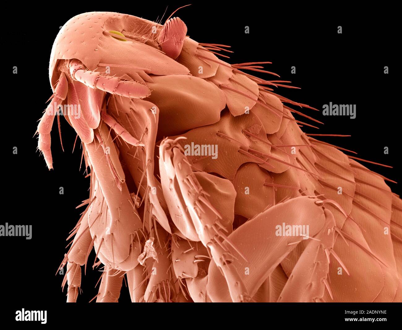 Hedgehog flea (Archaeopsylla erinacei), coloured scanning electron ...