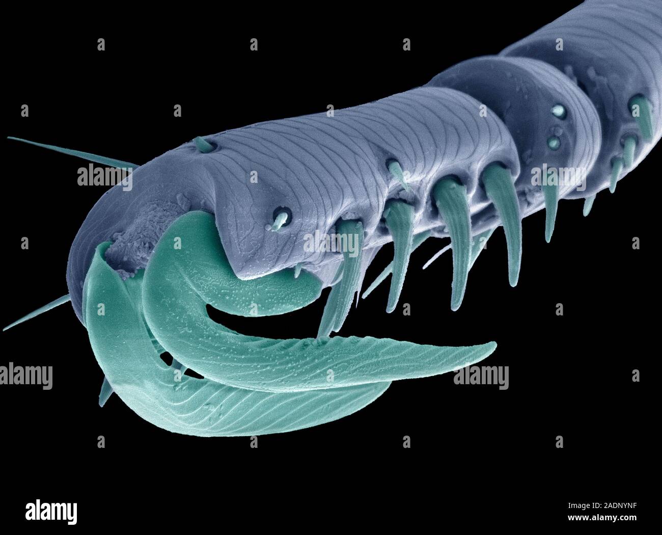 Hedgehog flea claws. Coloured scanning electron micrograph (SEM) of ...