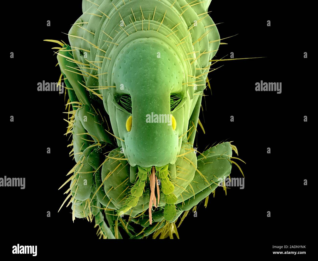 Dog flea. Coloured scanning electron micrograph (SEM) of a dog flea ...