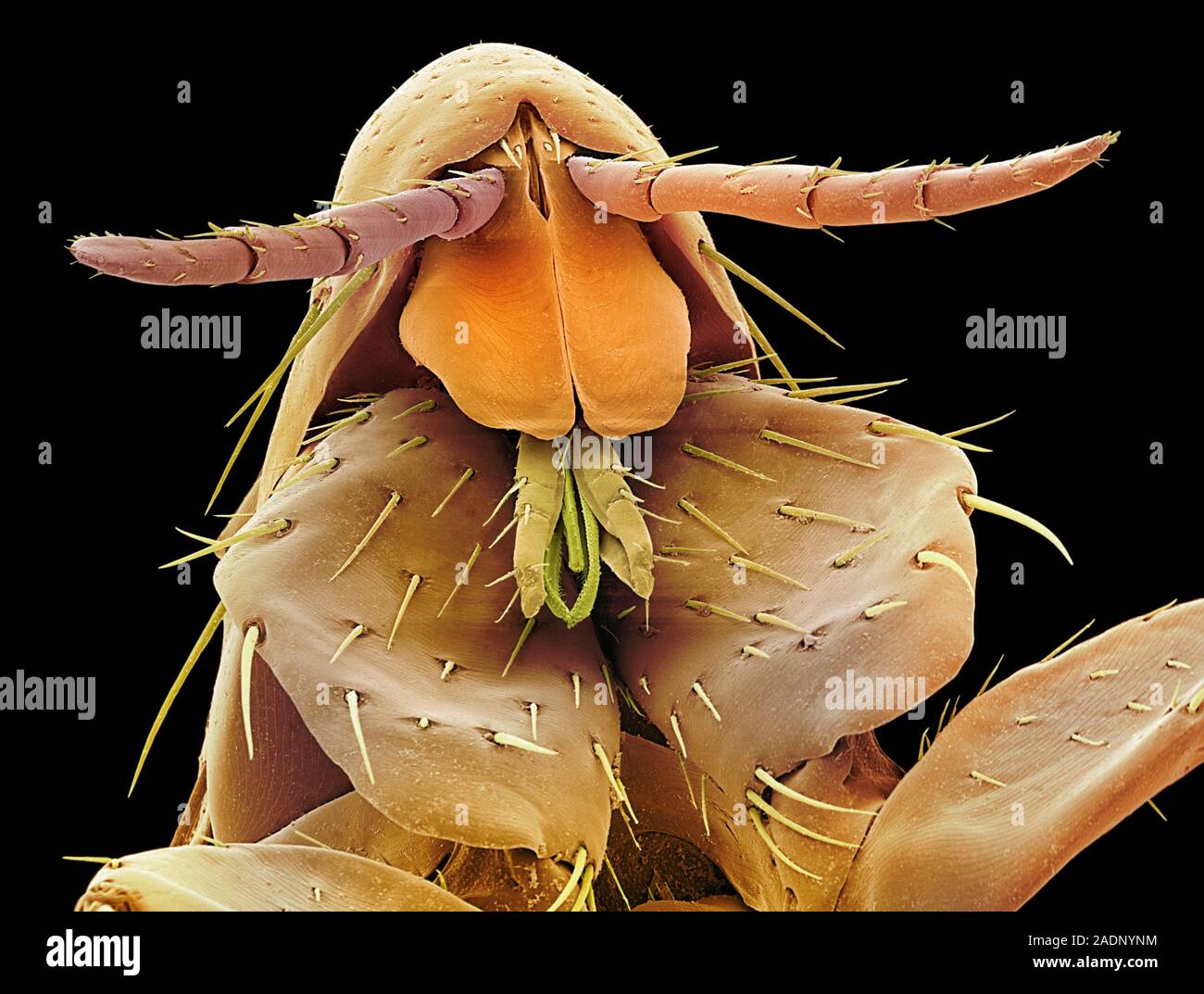 Human flea. Coloured scanning electron micrograph (SEM) of the head of ...