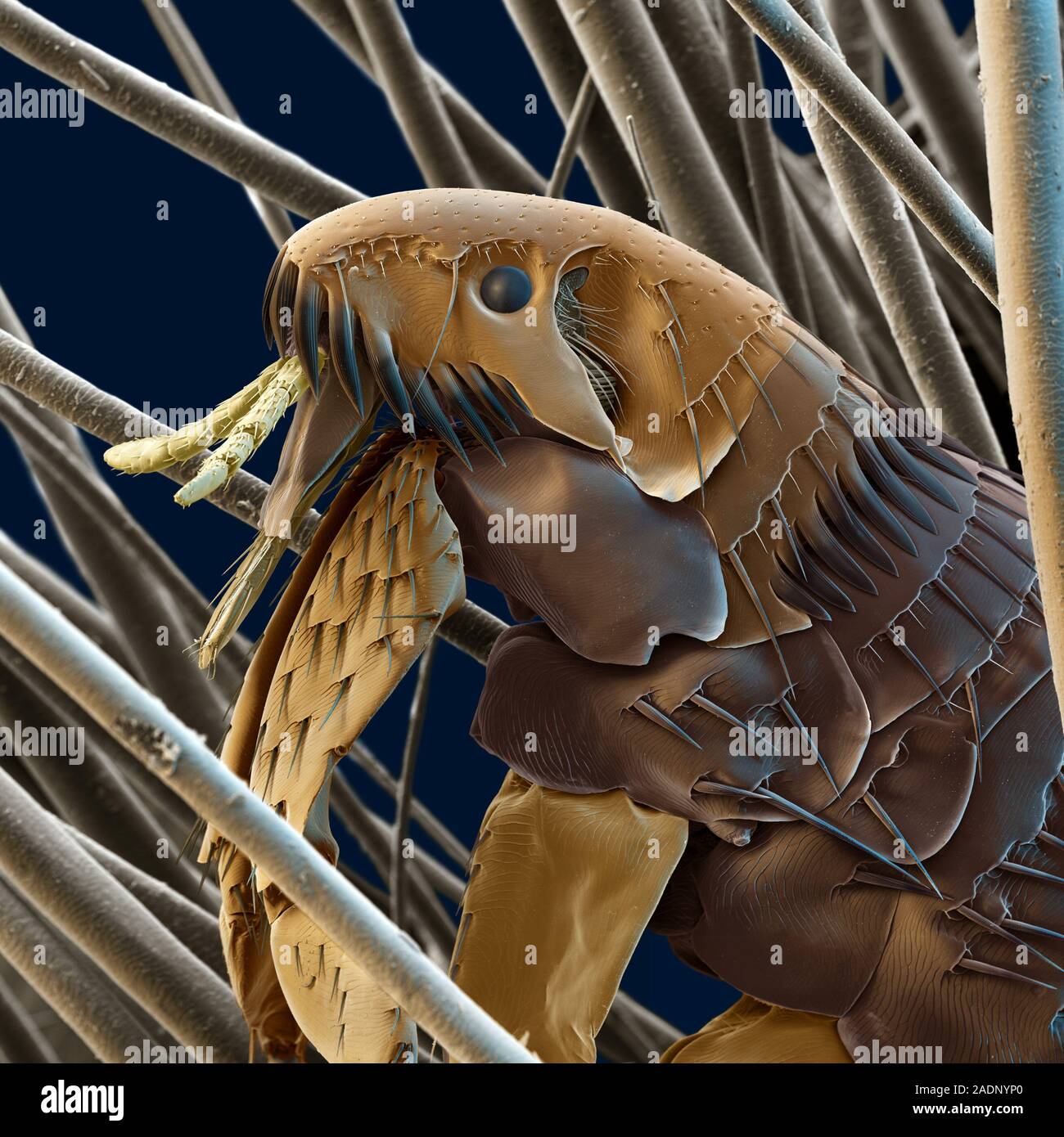 Cat flea (Ctenocephalides felis) amongst cat hairs, coloured scanning ...