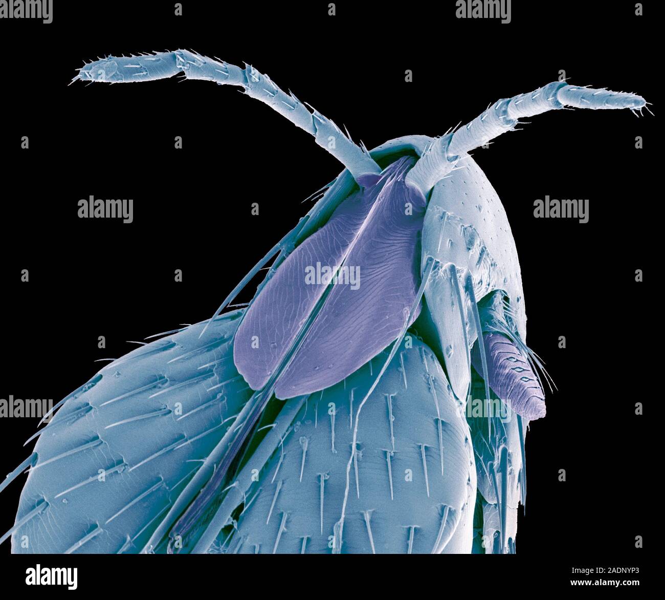 Squirrel flea (Orchopeas howardi howardi), coloured scanning electron ...