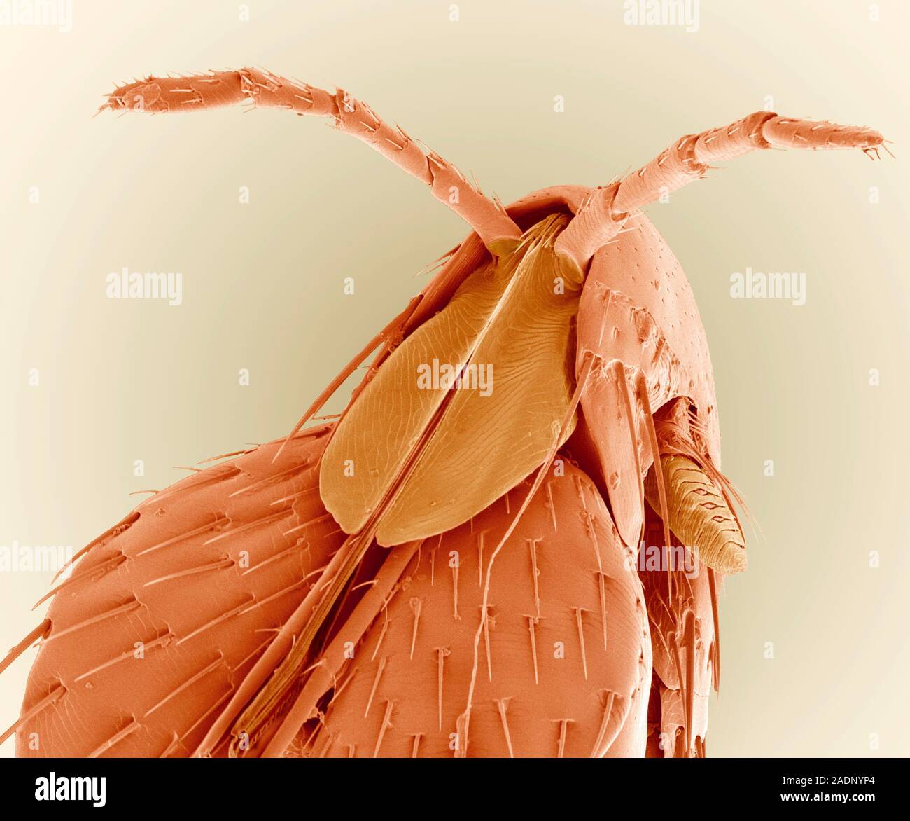 Squirrel flea (Orchopeas howardi howardi), coloured scanning electron ...