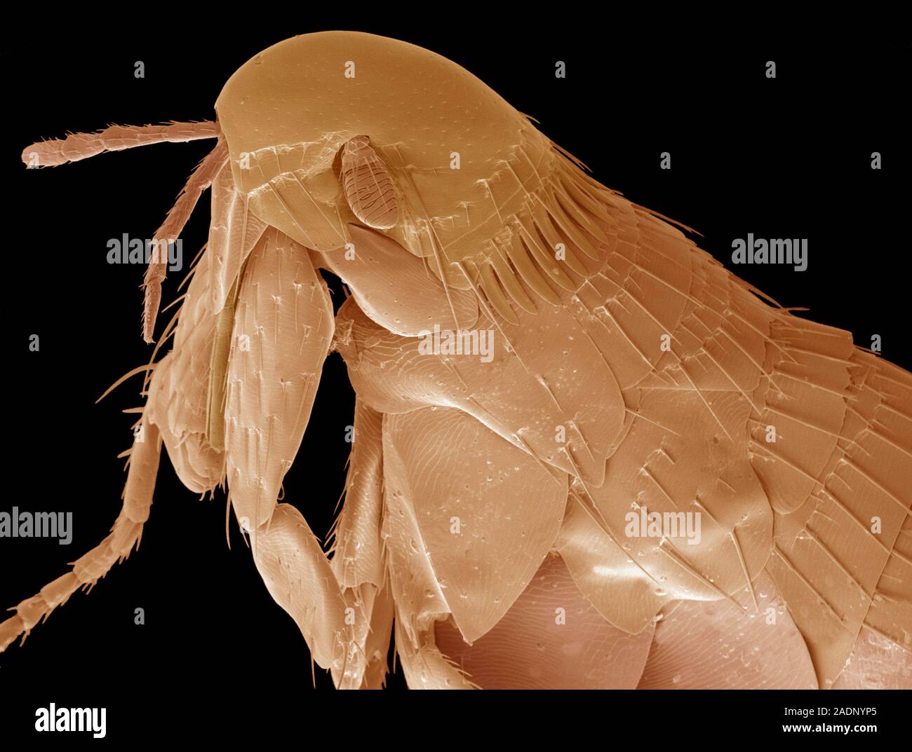Squirrel flea (Orchopeas howardi howardi), coloured scanning electron ...