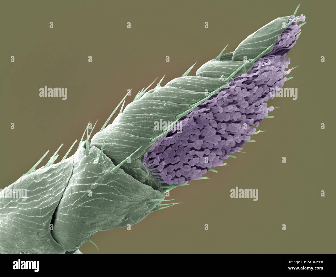 Squirrel flea antenna. Coloured scanning electron micrograph (SEM) of ...