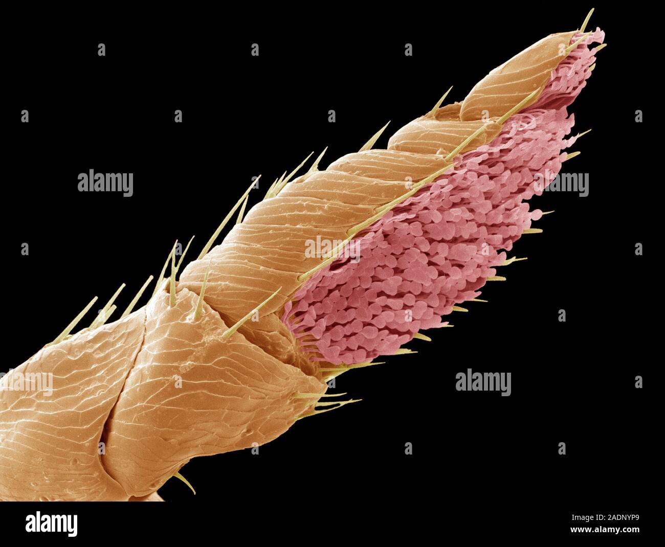 Squirrel flea antenna. Coloured scanning electron micrograph (SEM) of ...