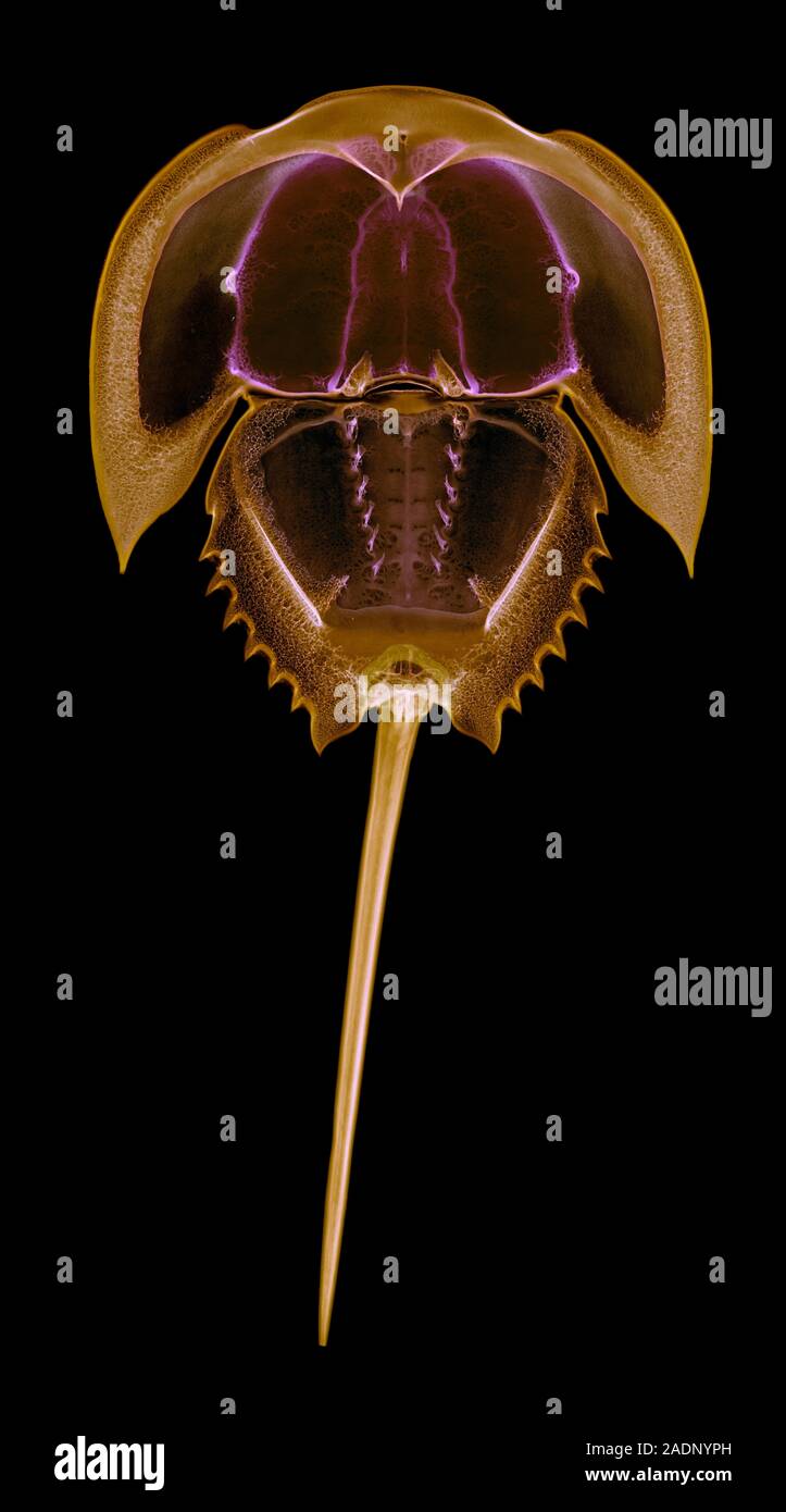 Horseshoe crab. Coloured X-ray of the carapace of a horseshoe crab ...