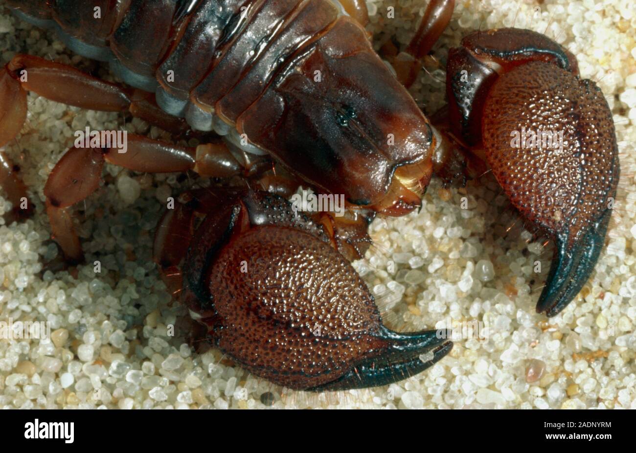 Close-up of the carapace and pincers of the Algerian scorpion Scorpio ...