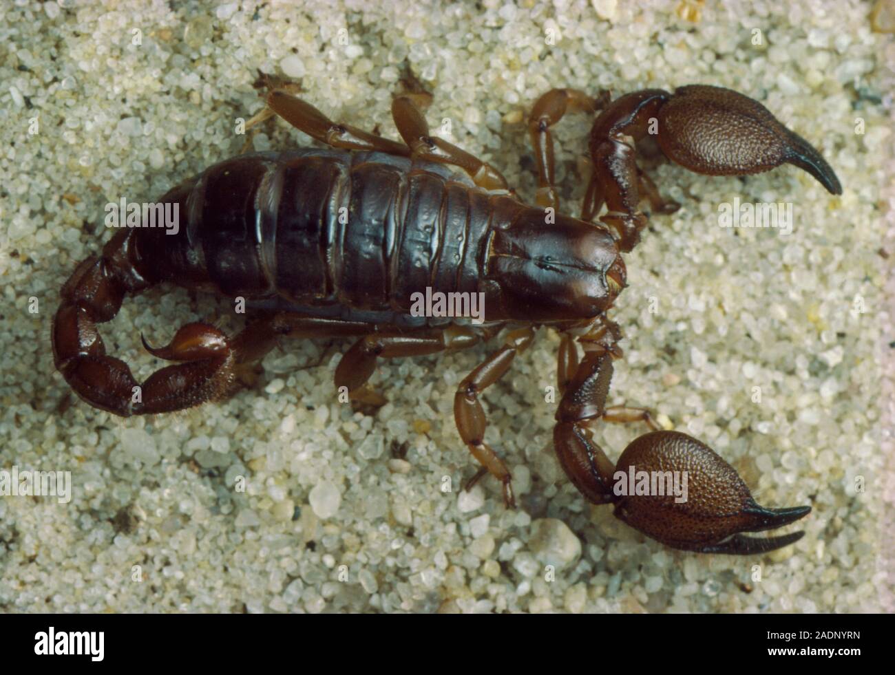 An Algerian scorpion, Scorpio Mauraus. Scorpions are carnivorous, their ...