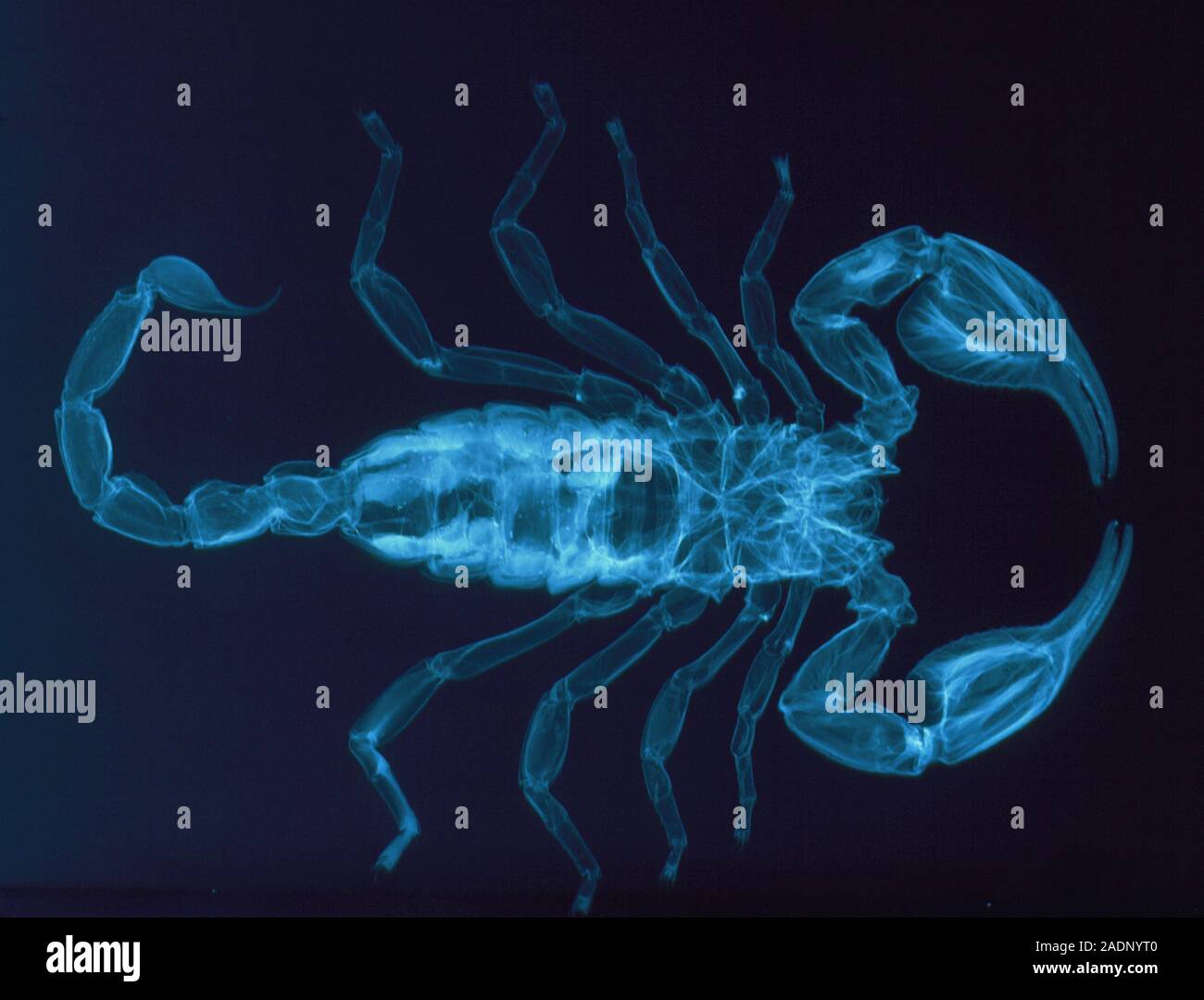 Palamnaeus scorpion. X-ray of the scorpion Palamnaeus fulvipes. A hard ...