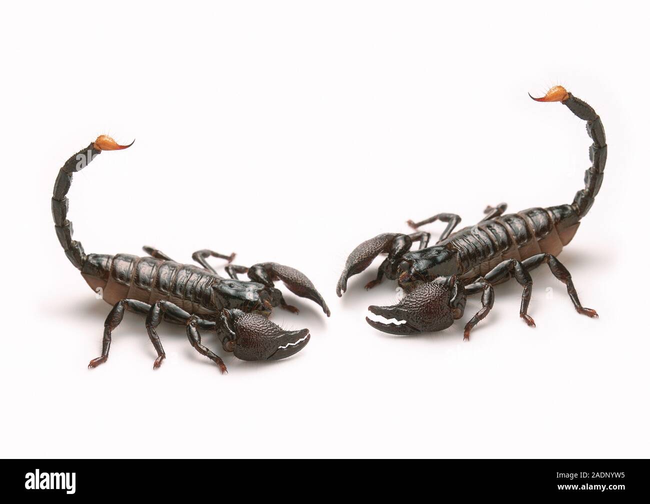 Scorpions. Two unidentified scorpions (order Scorpionida) standing face ...