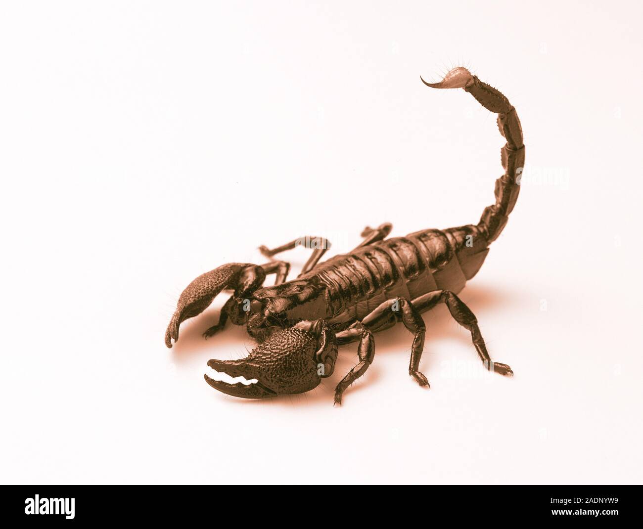 Scorpion Arachnid