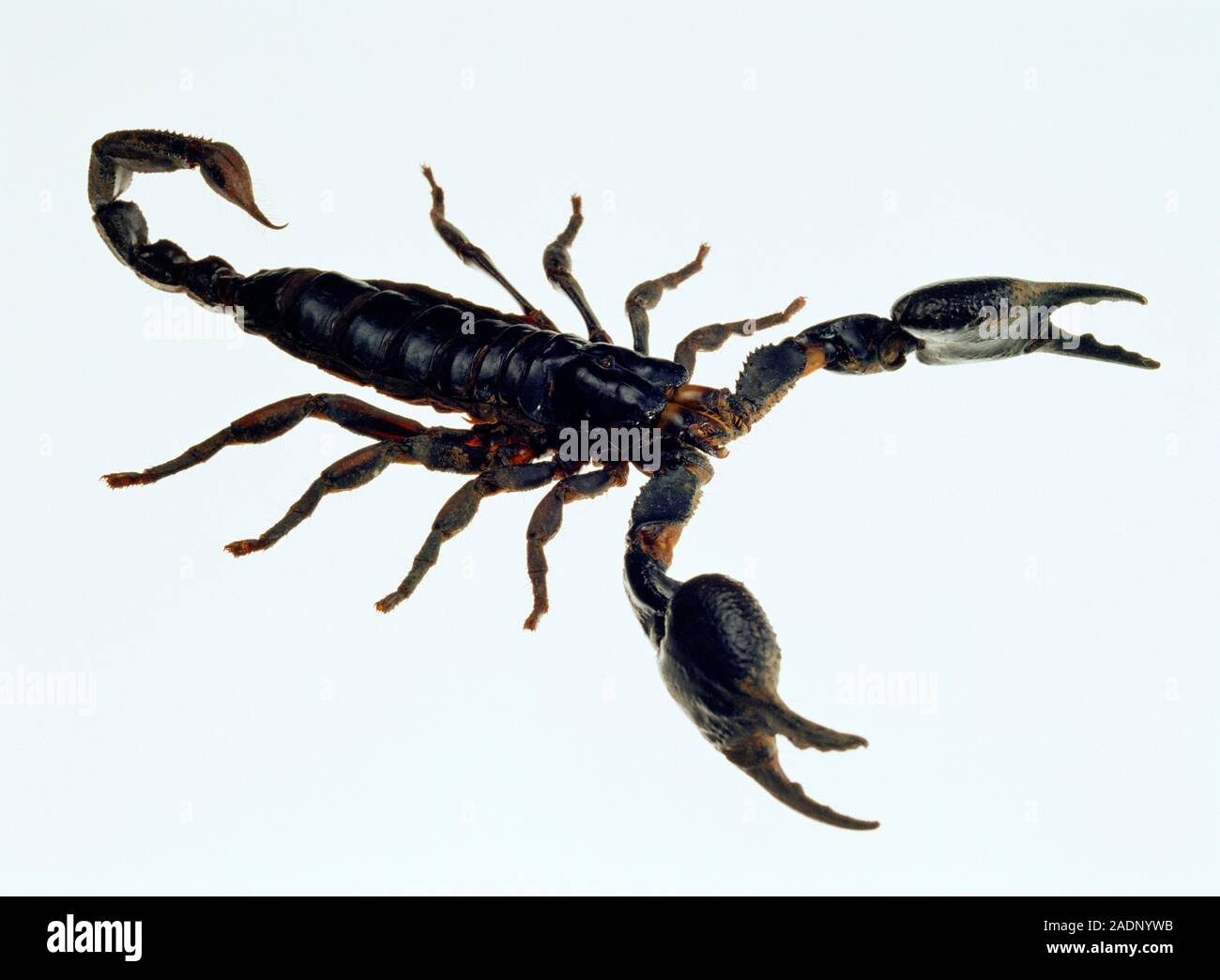 Malaysian forest scorpion (Heterometrus spinifer). This burrowing ...