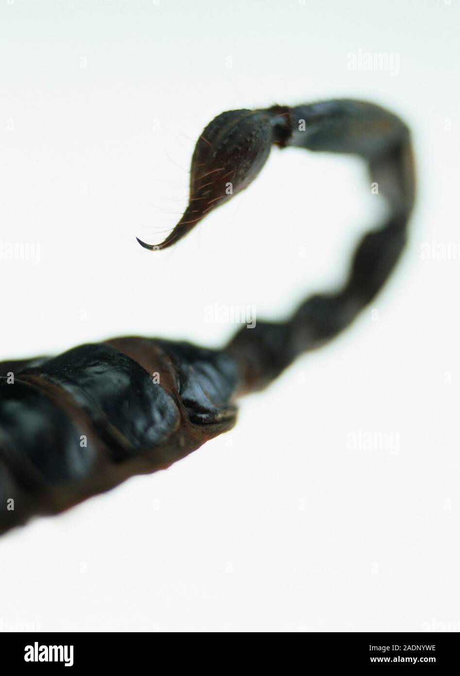 Scorpion sting. Tail and sting (upper centre) of the Malaysian forest ...