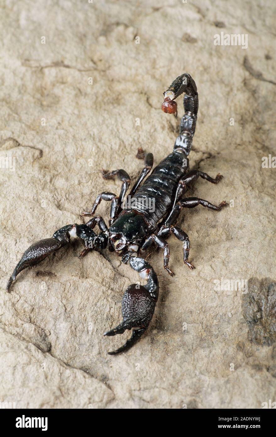Emperor scorpion (Pandinus imperator). Also known as the imperial ...