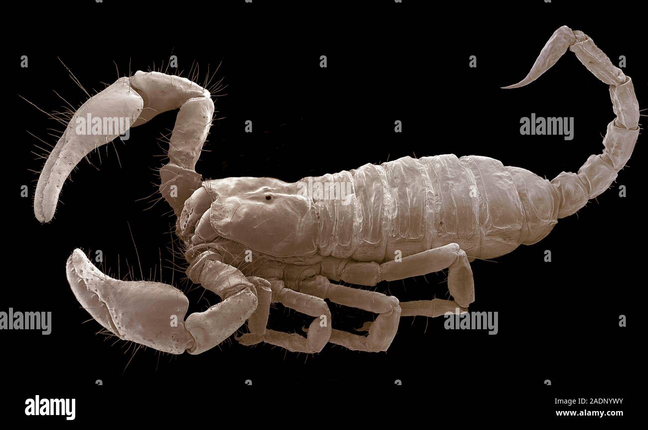 European scorpion (Euscorpius flavicaudis), coloured scanning electron ...