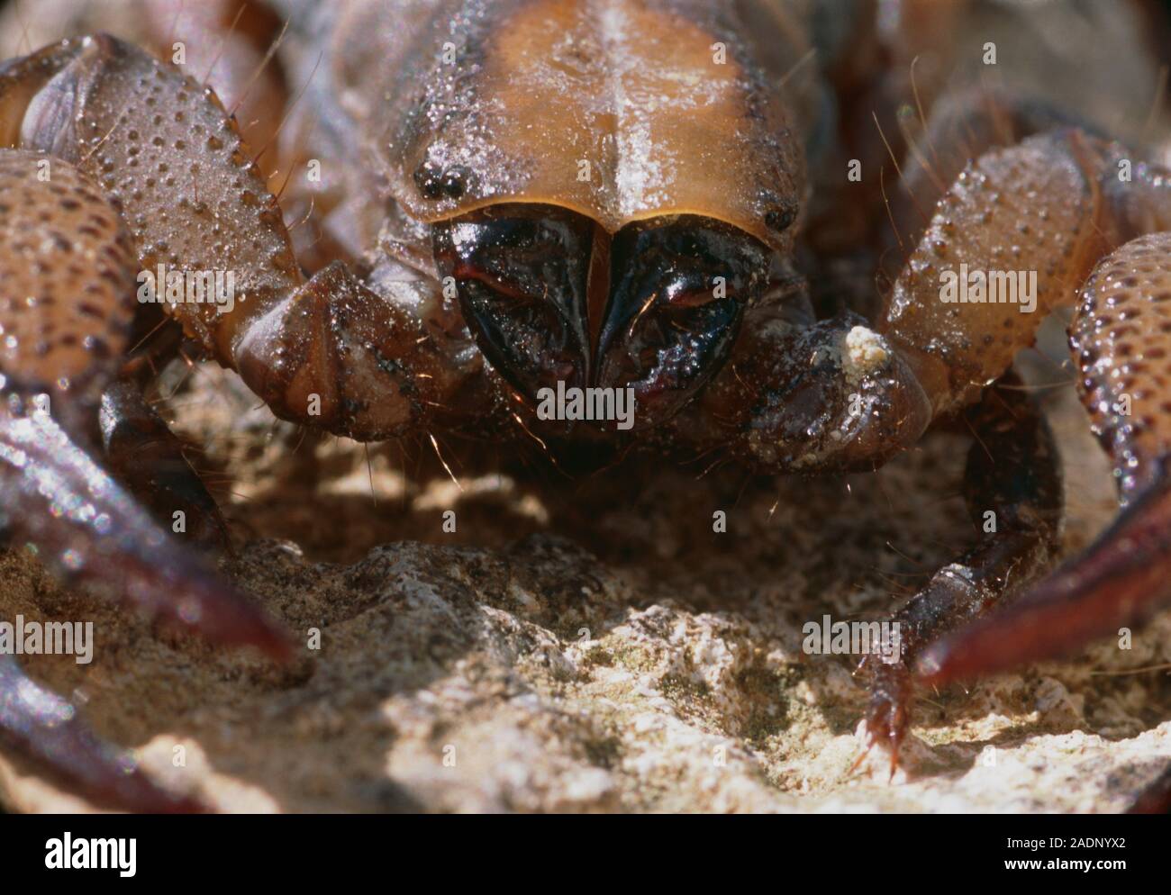 Burrowing scorpion (Opistophthalmus macer). The scorpion's mouthparts ...