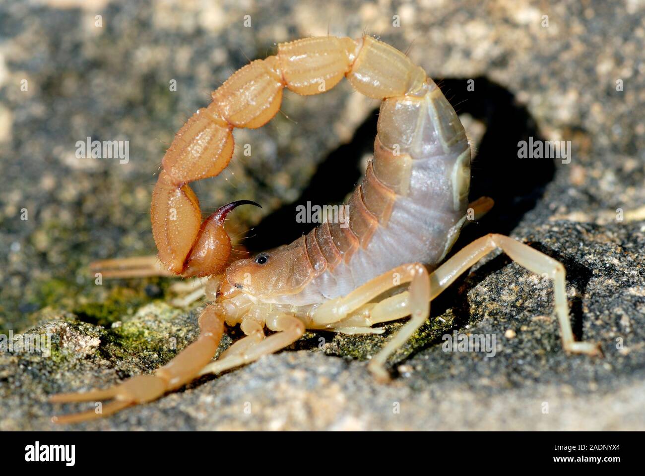 Pregnant female scorpion. Scorpions give birth to live young after a ...
