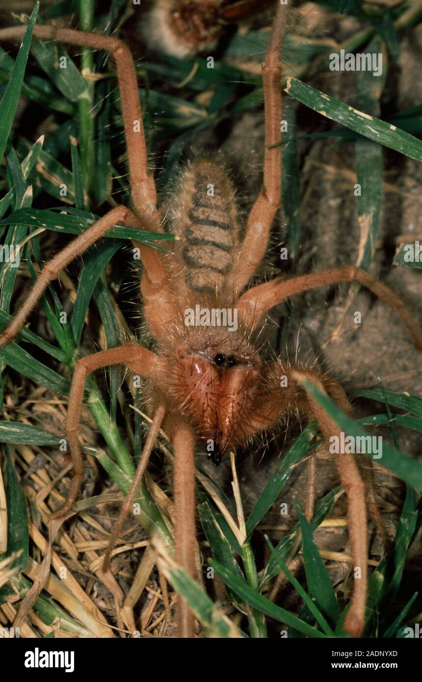 Sun spider. This animal is a solifugid, a type of arachnid. It is a ...