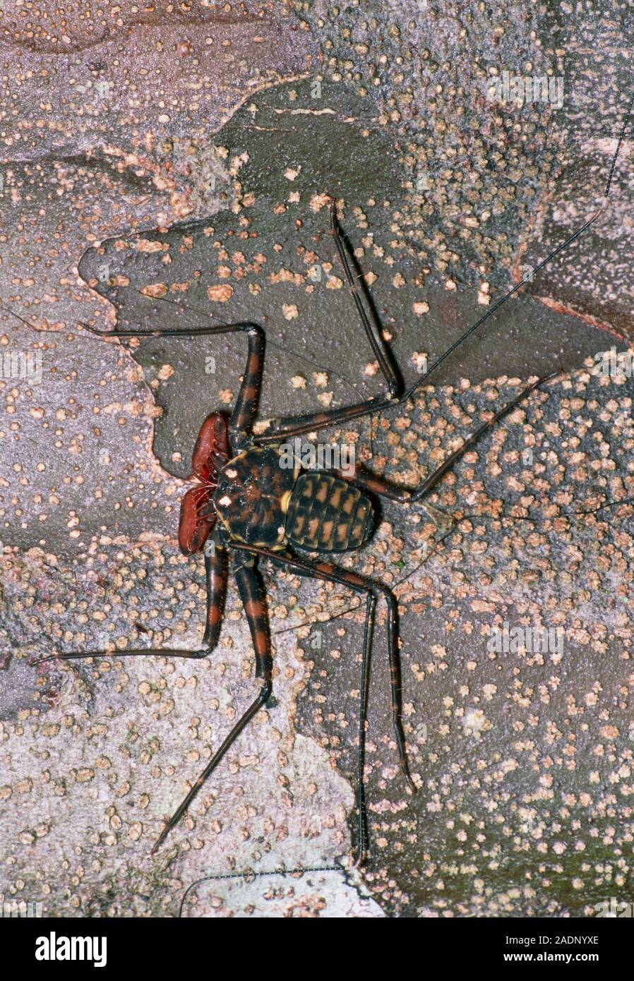 Tailless whip scorpion (Order Amblypygi) on the bark of a tree ...