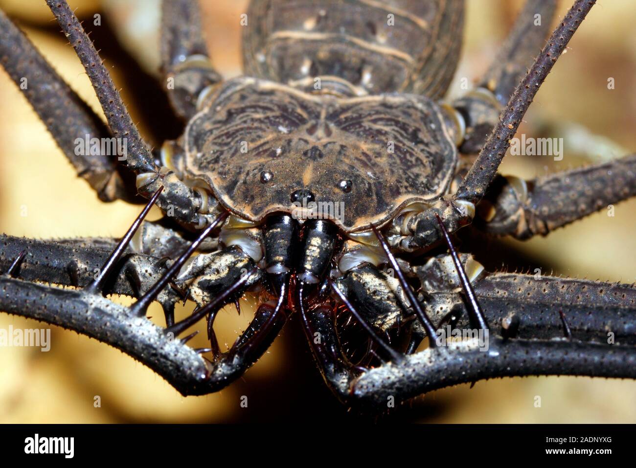 Tailless whipscorpion (order Amblypygi). This insect walks sideways and ...