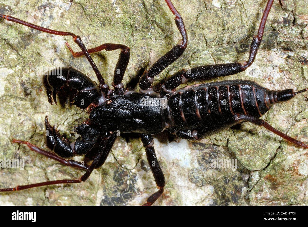 Whipscorpion (Family Thelyphonidae) against tree bark. This arachnid is ...
