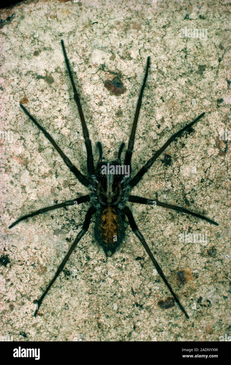 Macrophotograph of the common house spider Tegenaria atrica (body ...